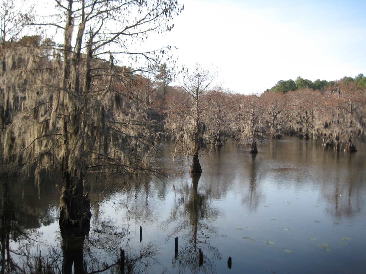 Caddo Swamp Er Caddo Lake The Daytripper