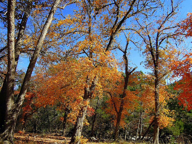 Explore Texas: 13 Stunning Nature Parks | The Daytripper