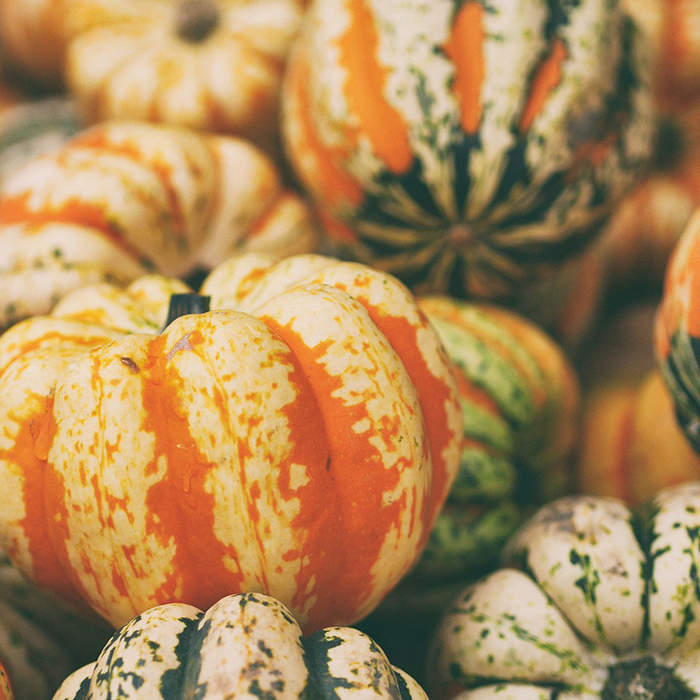 Fall Festivals & Pumpkin Patches! - The Daytripper