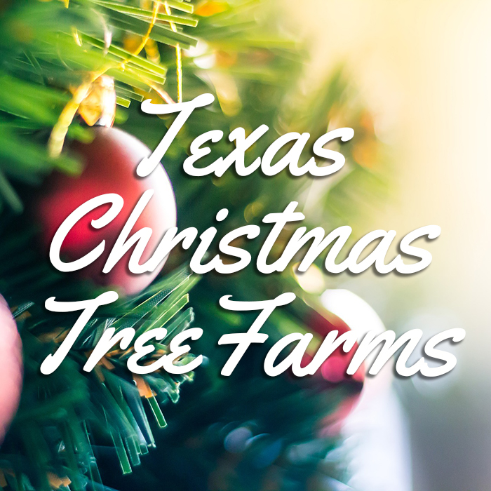 Texas Christmas Tree Farms | The Daytripper